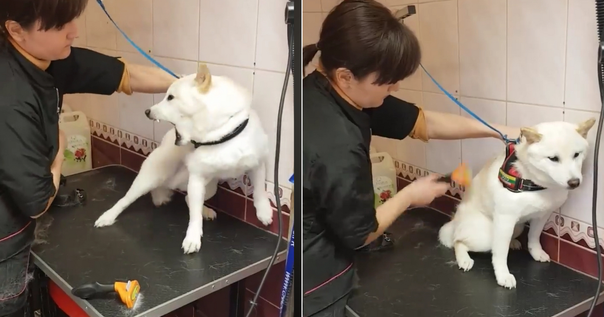 Furious Dog Seething with Rage, Then Camera Captures Moment Patient ...