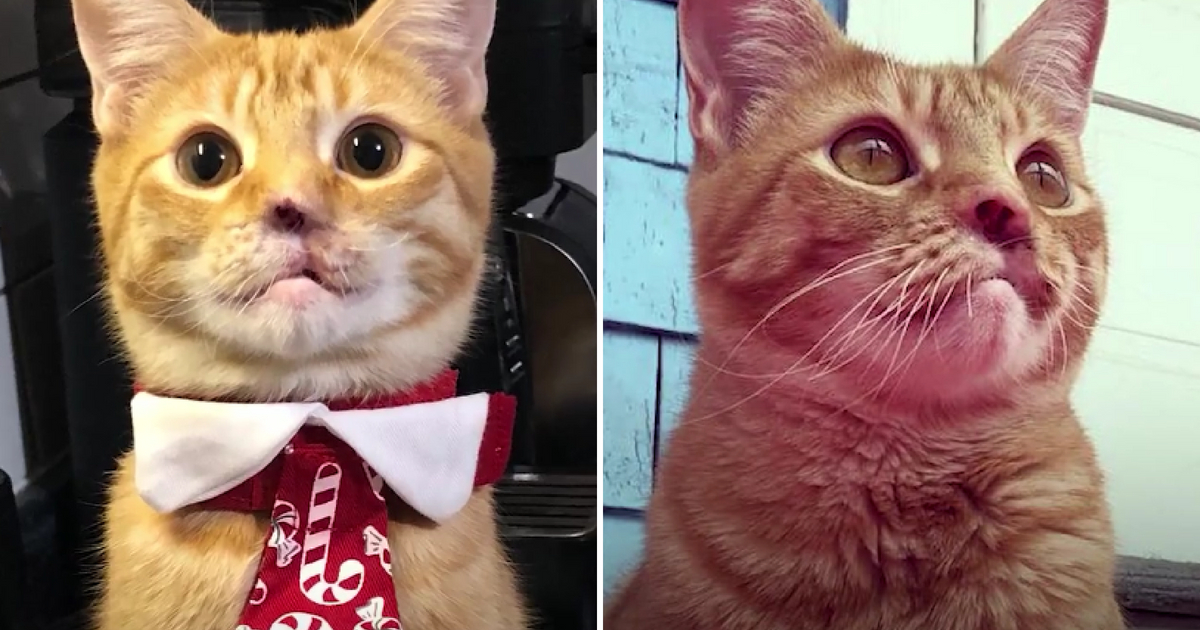 Tiny Kitten Brought to ER with Horrible Wound. Nose Falls Off While ...