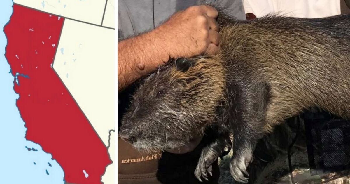 Thousands Of Invasive 20-Pound Rodents Are Invading California