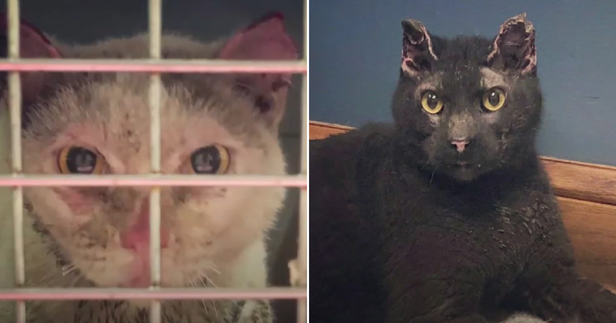 Woman Stunned To Find Cat Alive in Pipe 3 Weeks After House Exploded