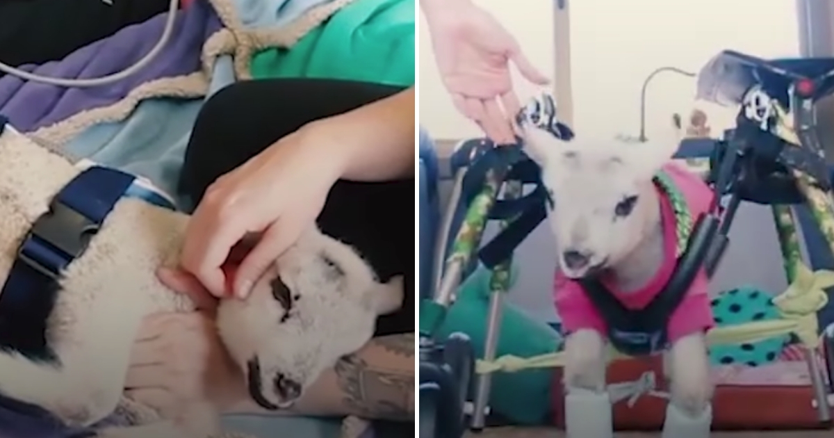 Abandoned Little Lamb Can't Even Stand, But Now Watch Her Take Joyful ...