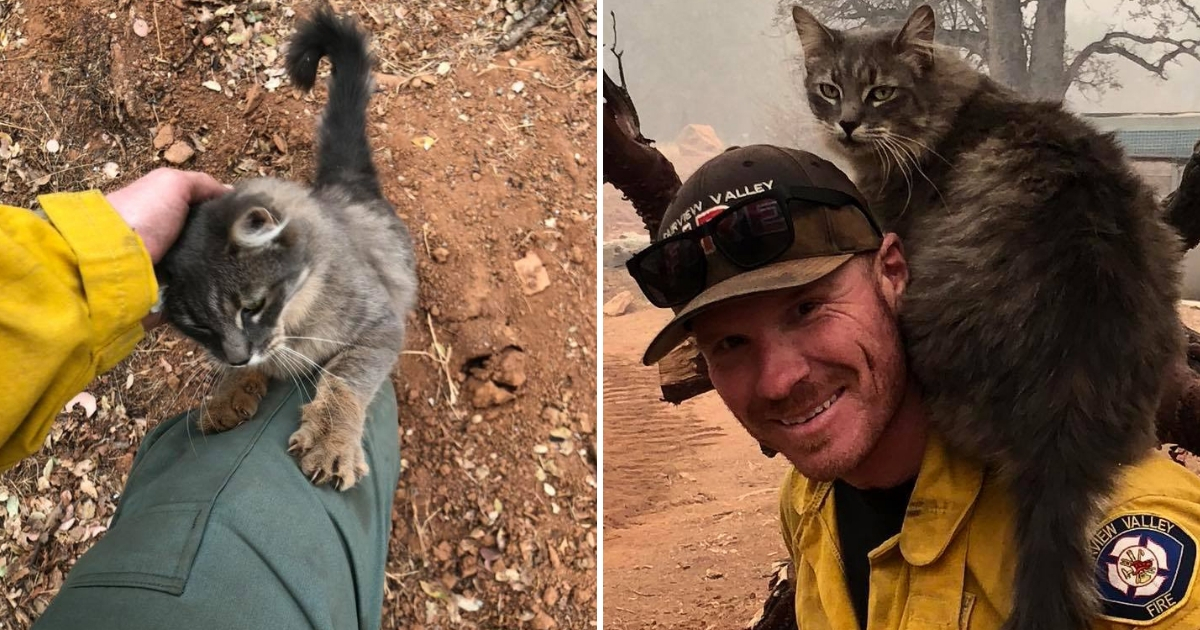 Cat Saved from California Wildfire Flames Obsessed with Firefighter Who ...