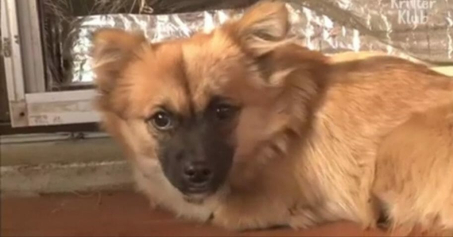 Watch Heartwarming Moment Dog Born with No Legs Finally Gets To Play ...