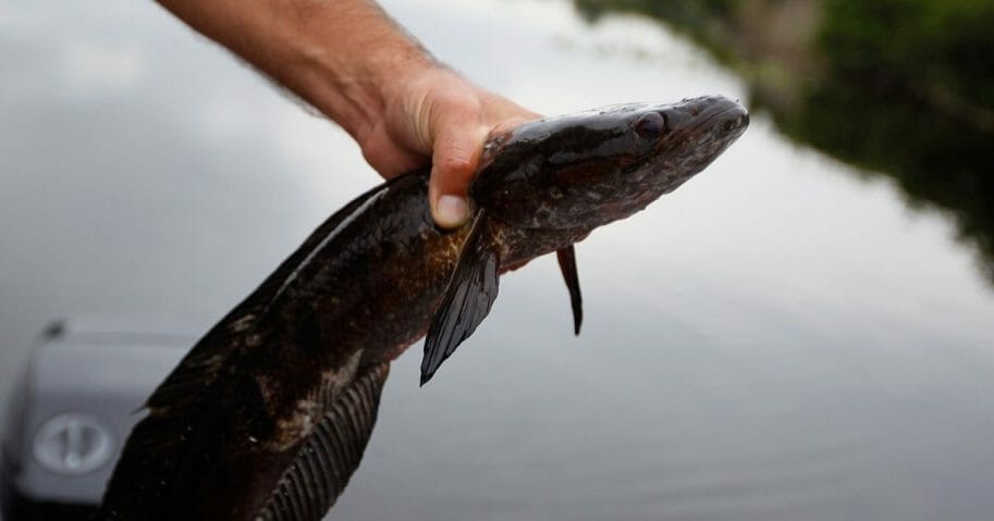 Invasive Fish Species Native to China Found in Georgia: 'Kill It ...