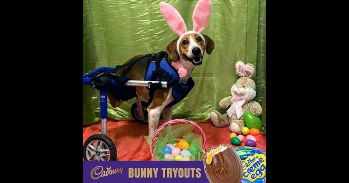 Meet the Next Cadbury Bunny: A Two-Legged Dog Known as Lieutenant Dan