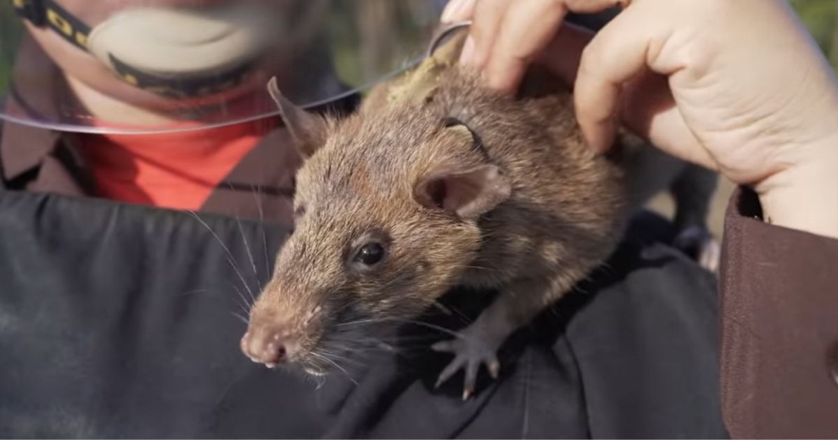 Meet the Award-Winning 'Hero' Rat Who Has Helped Save Countless Lives