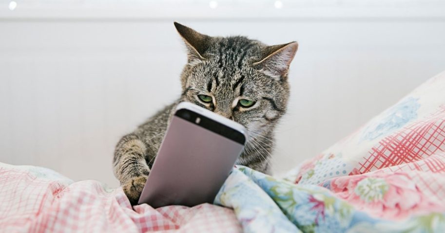This Crazy New App May Finally Tell You What Your Cat Is Trying To Say