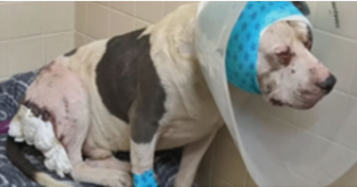 Dogs Severely Burned After Owner Tries to Break Up Fight by Pouring ... Dogs Severely Burned After Owner Tries to Break Up Fight by Pouring ...