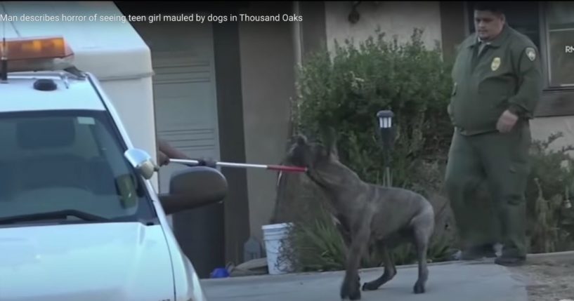 Mother and Teen Daughter Mauled by Family's Six Giant Dogs Until ...