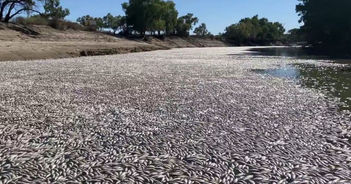 Govt Investigating 1 Million Dead Fish Floating in River Near Small Town