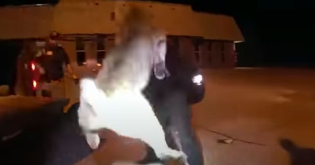 Exact Moment Furious Bobcat Leapt at Officers Caught on Body Cam During ...