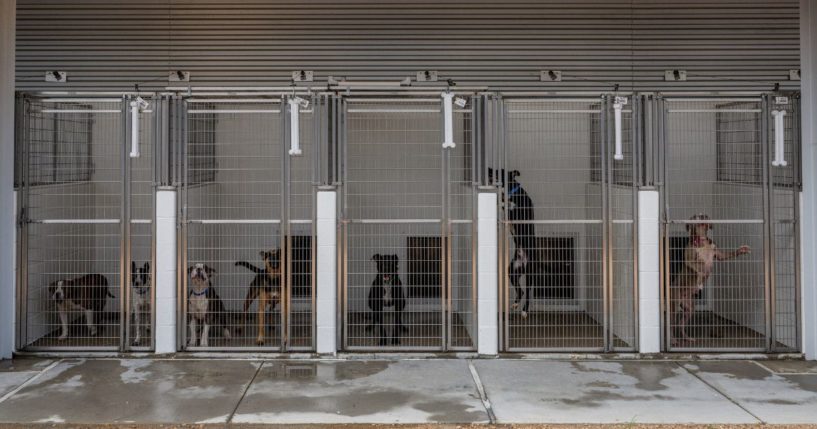 Dogs Across America Are Paying the Price for Pandemic, Bidenomics as ...