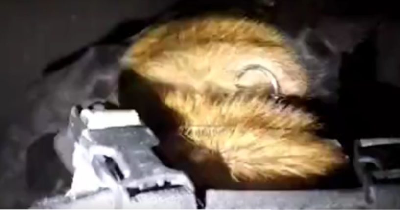 Dogs Are Traditionally Seen as Impure by Muslims ... Now Watch What ...