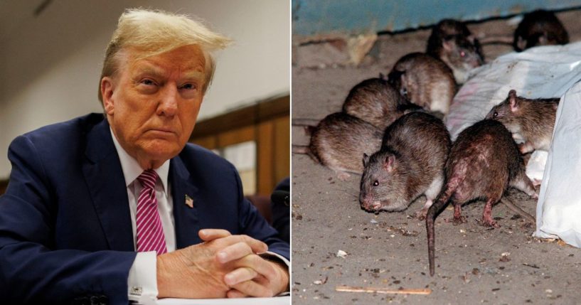While NYC Dumps Resources Into 'Getting' Trump, Rat-Borne Disease ...