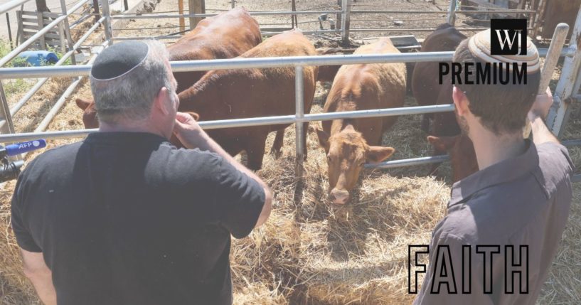 Bible Prophecy: What Do Israel's Mysterious Red Cows Have to Do with ...