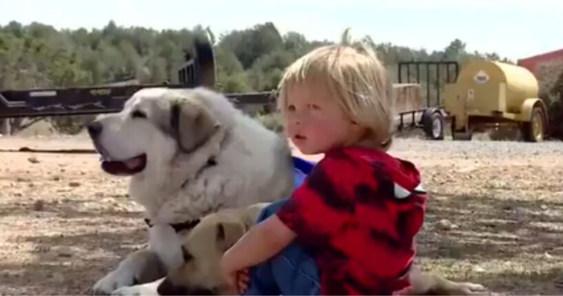 Rancher Sees His Dog Leading Strange Boy, Days Later the Faithful Hound ...