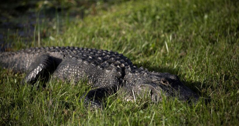 DHS Posts AI Image of Alligators in ICE Hats: 'Coming Soon!'