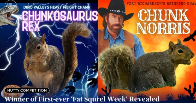 Chunkosaurus Rex Squashes the Competition in Fat Squirrel Week